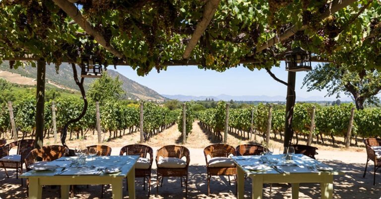 Wine Tours Chile. Visit to vineyard + Wine Tasting - Santiago